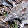 A new rat species discovered that cannot chew | Science and nature ...